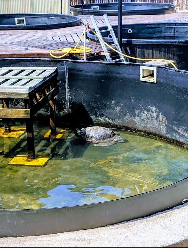 Volunteer to save sea turtles - Kosher & Jewish Travel to Greece